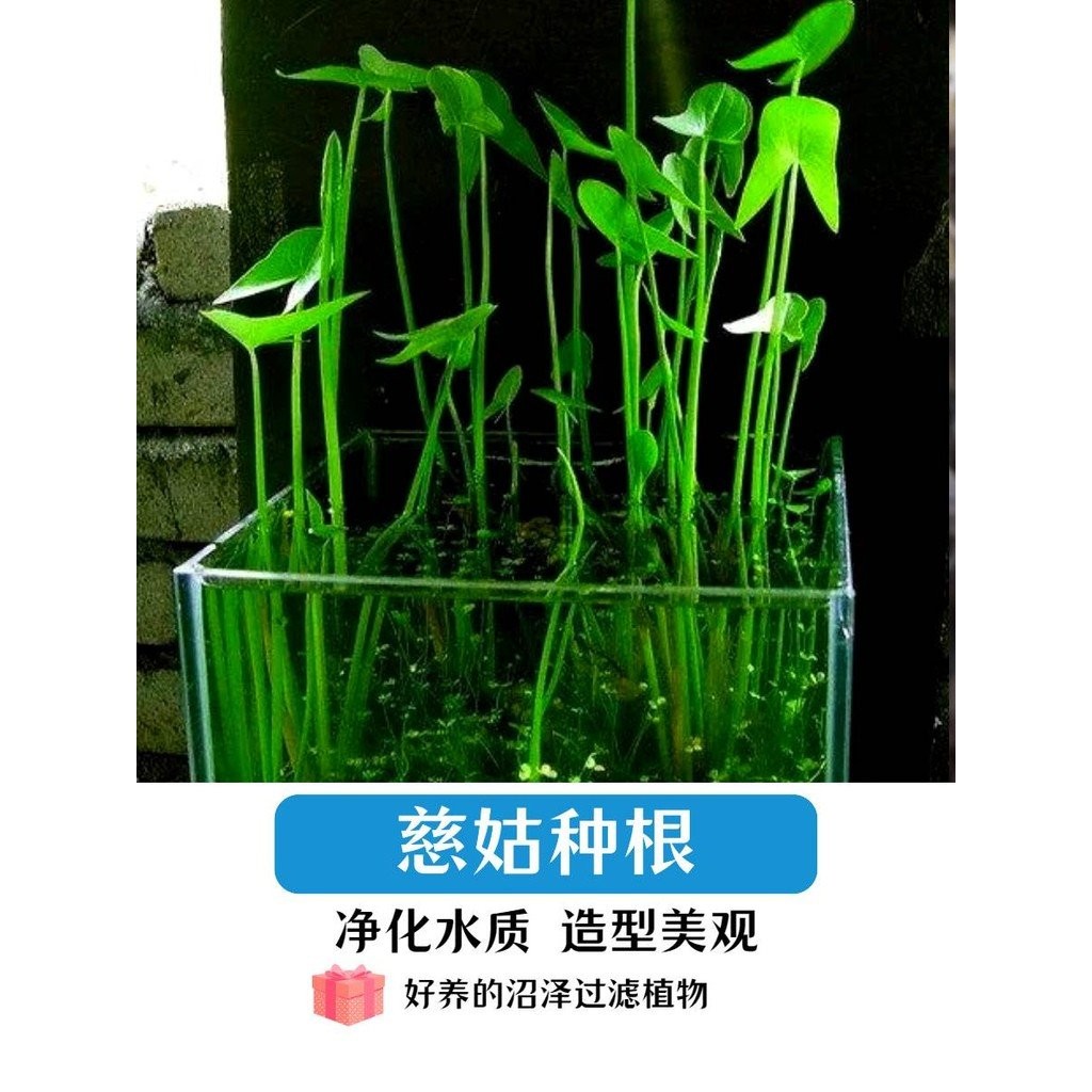 Anak Benih Anak Panah Tumbuhan Akuatik Anak Benih Rumput Anak Panah ...