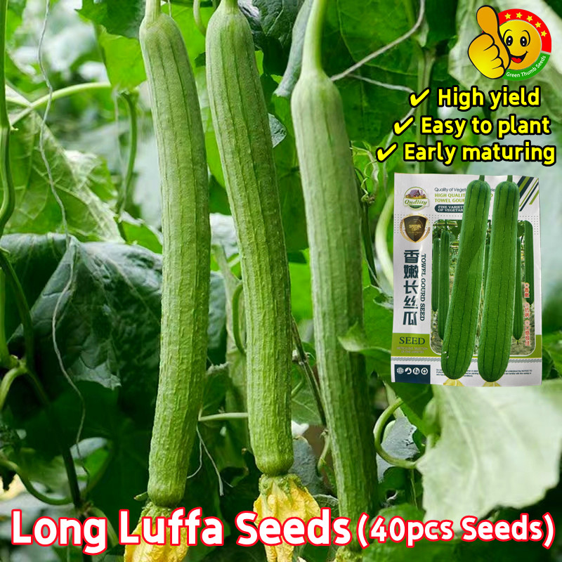 100% Original High Yield Long Luffa Seeds for Sale Fresh 40pcs Seeds ...