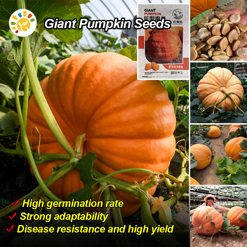 Buy Giant Pumpkin Seeds