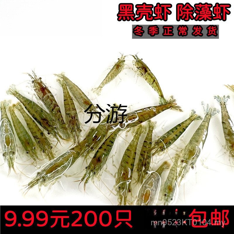 Freshwa Freshwater Shrimp Cleaning Anti-Algae Shrimp Cold Water Black ...