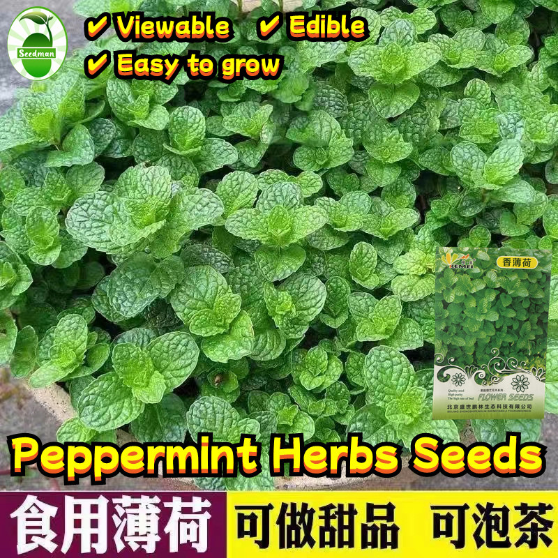 20 Seeds/pack Edible Peppermint Herbs Seeds for Sale Biji Benih Pudina ...