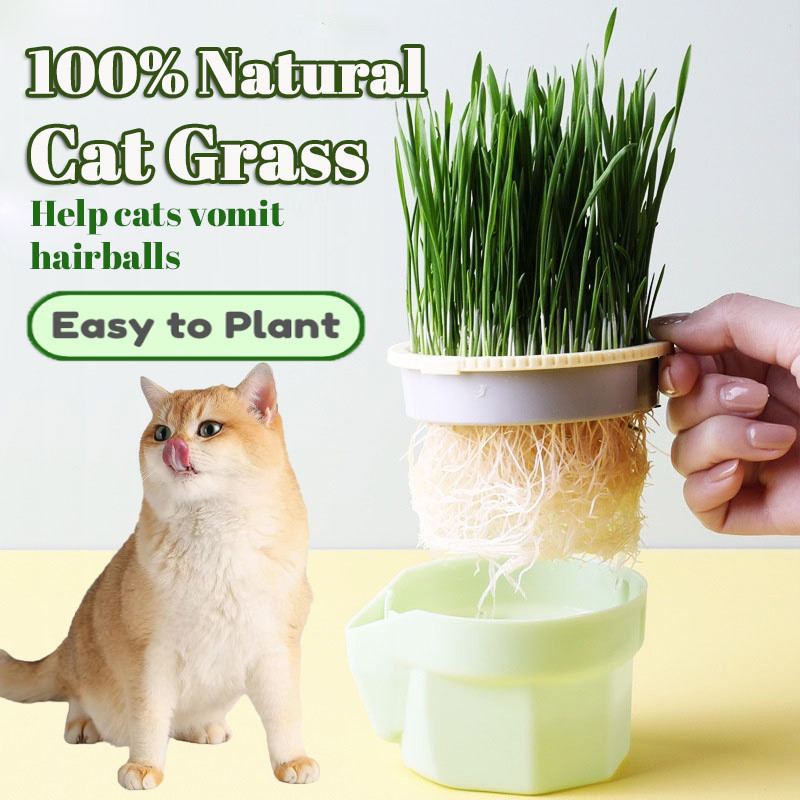 100% Natural Rumput Spit Hair Spheroidizing Culture Catnip Cat Grass ...