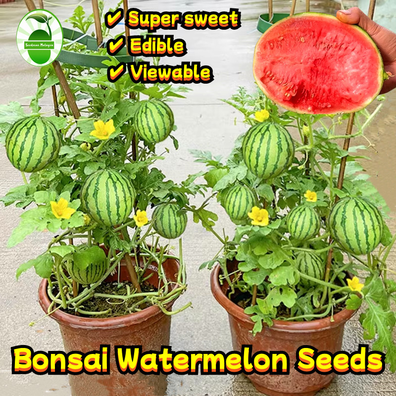 20Seeds/pack Super Sweet Mini Watermelon Seeds for Planting Biji Benih ...