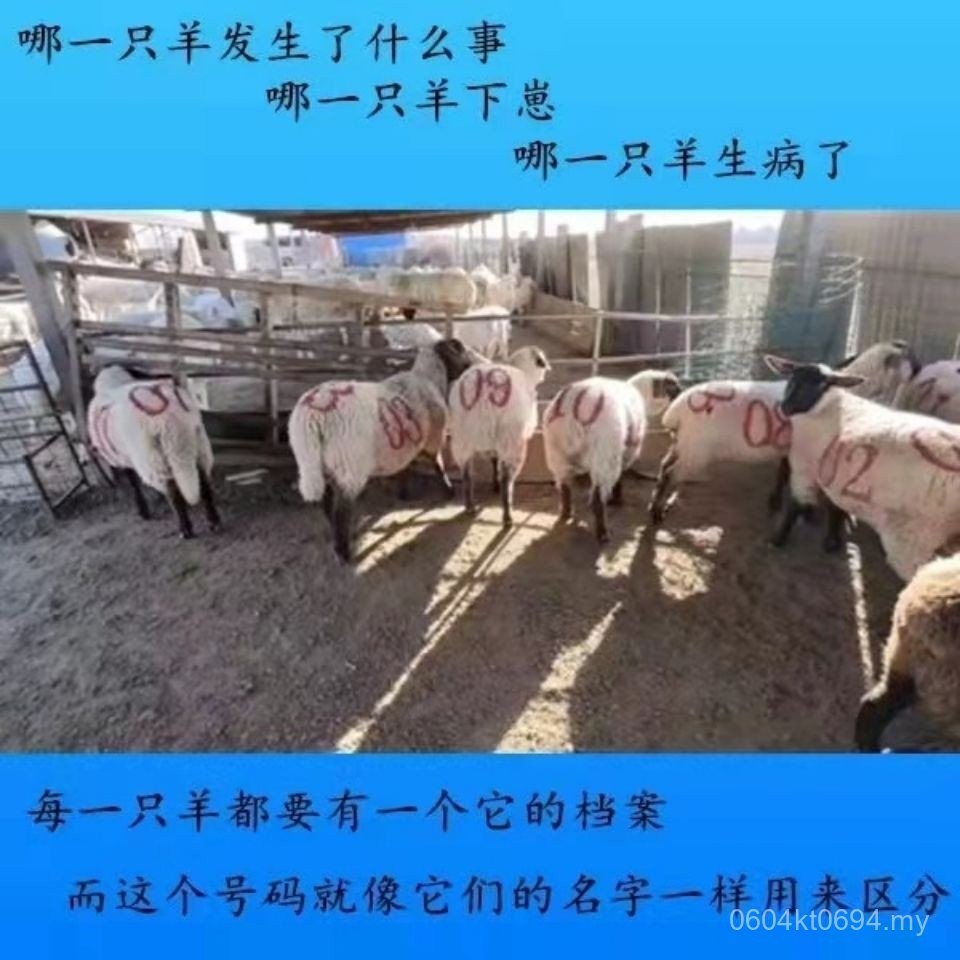 Give Digital Automatic Number Number Expansion Handy Tool Coding Beef ...
