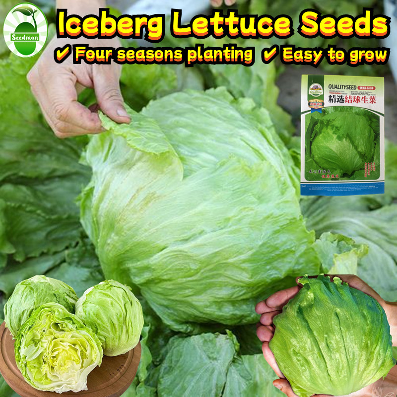 500 Seeds/pack Iceberg Lettuce Seeds for Sale Biji Benih Salad Bulat ...