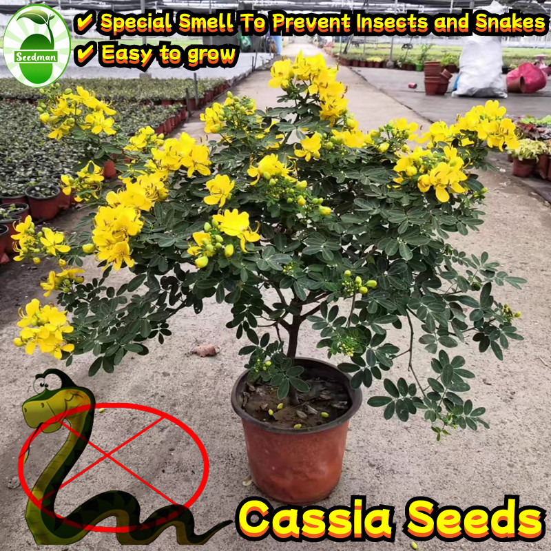 80Seeds/pack Cassia Tree Seeds Special Smell To Prevent Insects and ...