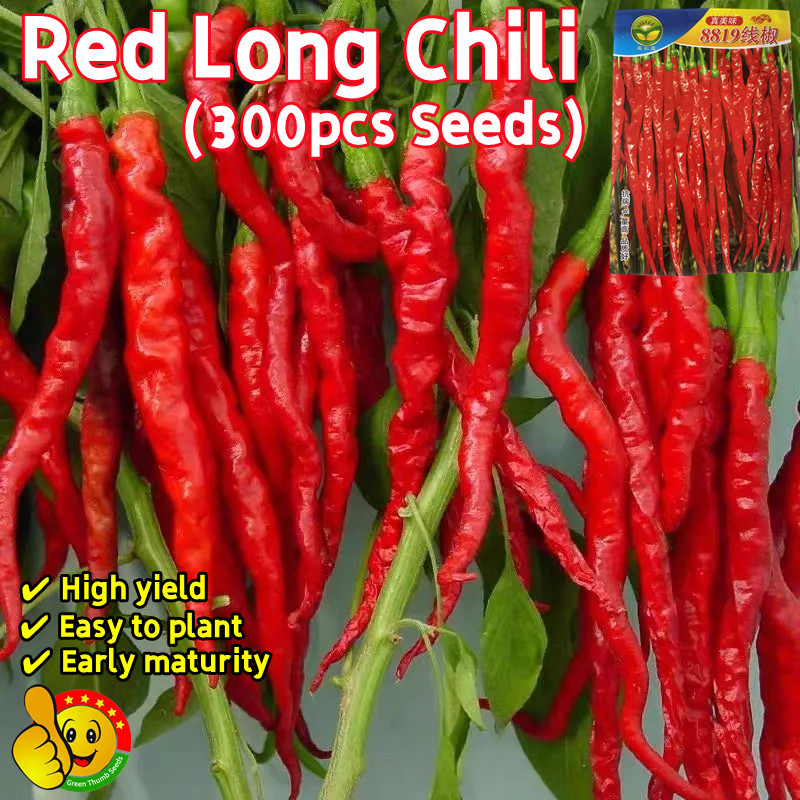 100% Original High Yield Red Long Chili Seeds for Sale 300pcs Biji ...