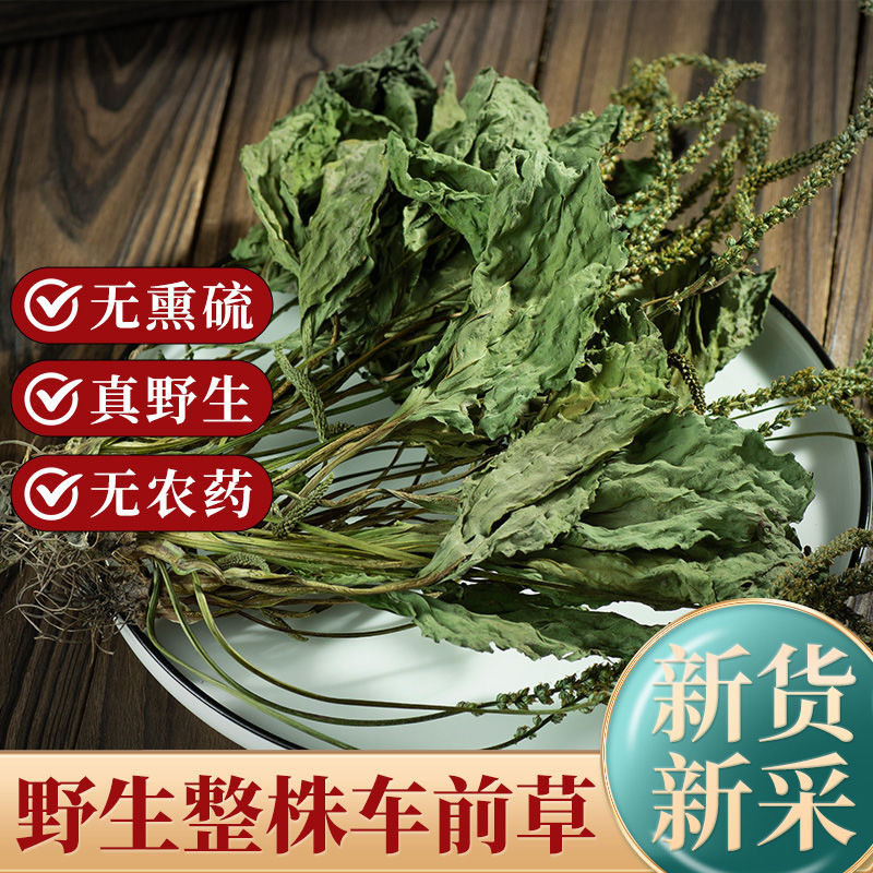 Wild Psyllium Making Tea Dry Goods Fresh Pure Natural Whole Psyllium ...