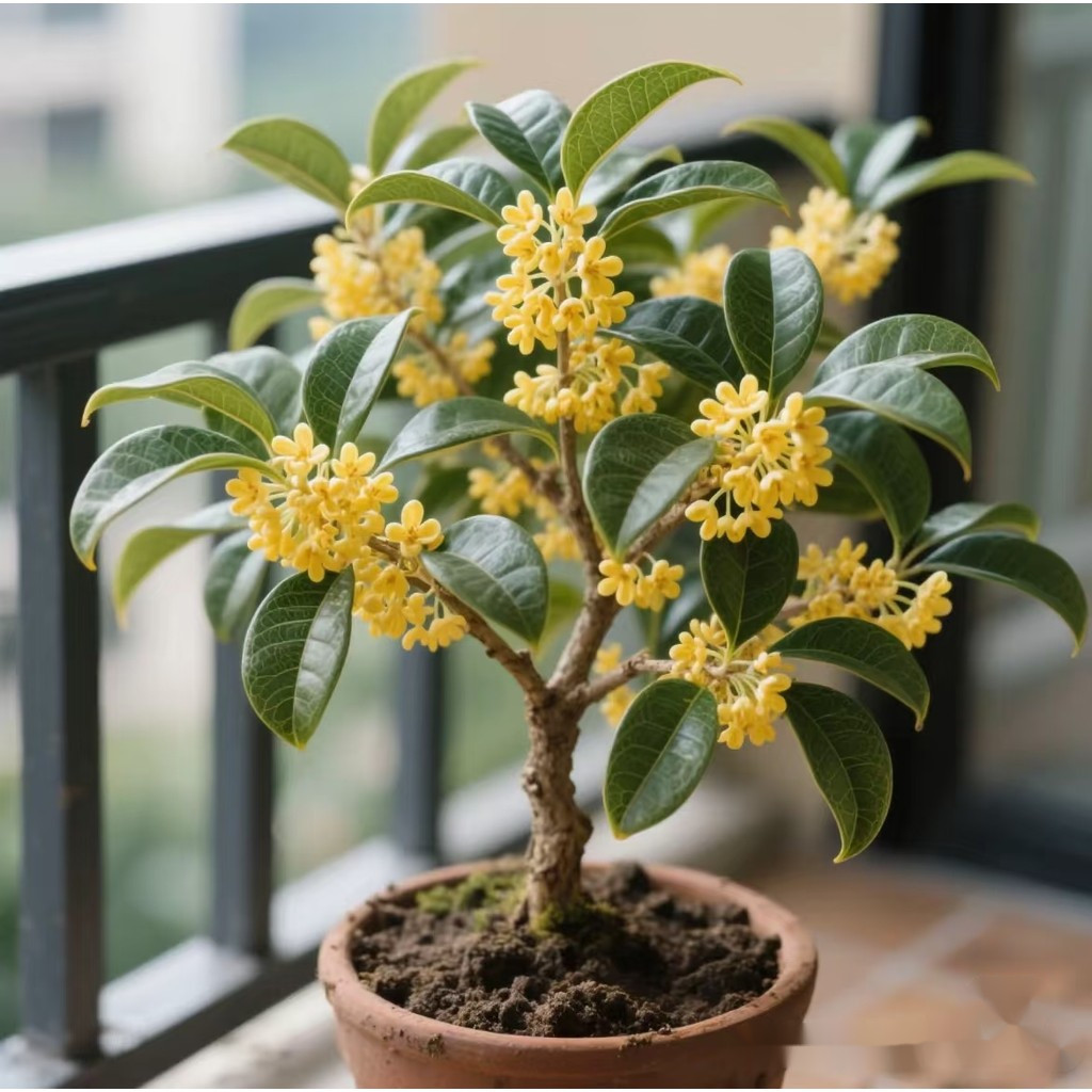 Osmanthus seeds golden osmanthus agarwood laurel tree seeds桂花种子 金桂沉香八月 ...