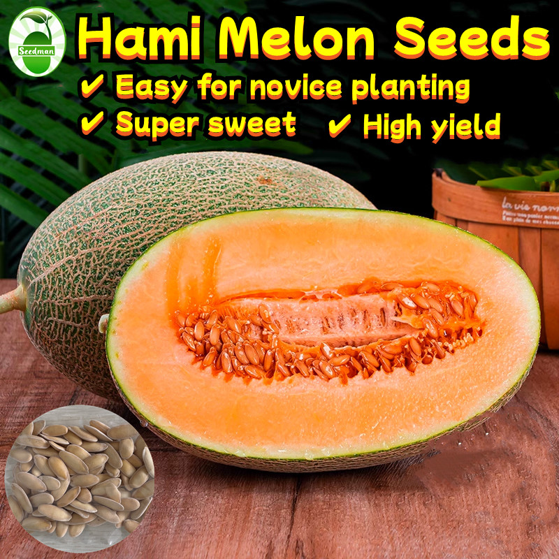 80 Seeds/pack Sweet Hami Melon Seeds Benih Hami Melon Fruit Seeds Biji ...
