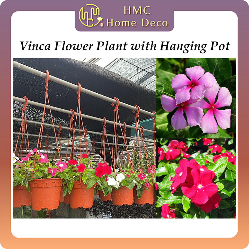 Real Live Plant Vinca Flower Plant with Hanging Pot Pokok Hidup Vinca ...