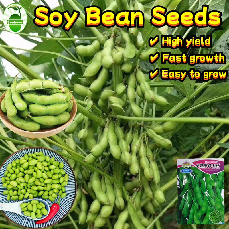 20 Seeds/pack High Yield Organic Soybeans Seeds Biji Benih Sayur Kacang ...