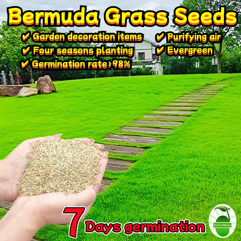 200 Seeds/pack Bermuda Grass Seeds for Planting Biji Benih Rumput ...