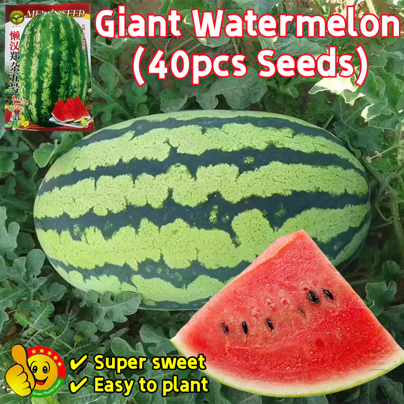 100% Original Biji Benih Tembikai Giant Watermelon Seeds for Sale Fresh ...