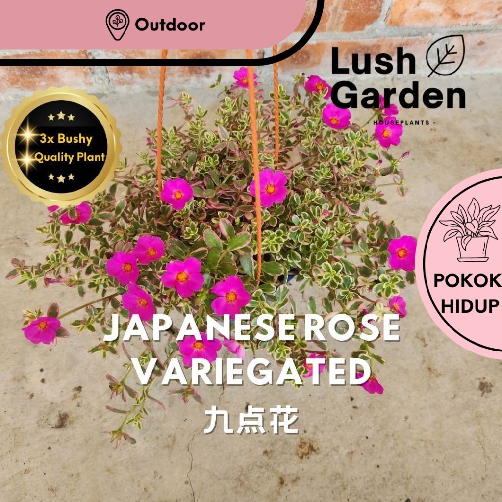 Japanese Rose Portulaca Ros Jepun 九点花 马齿苋 Pokok Gantung Berjuntai ...