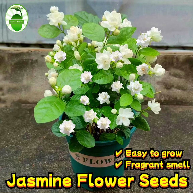 45 Seeds/pack White Jasmine Seeds Jasmine Flower Seeds for Planting ...