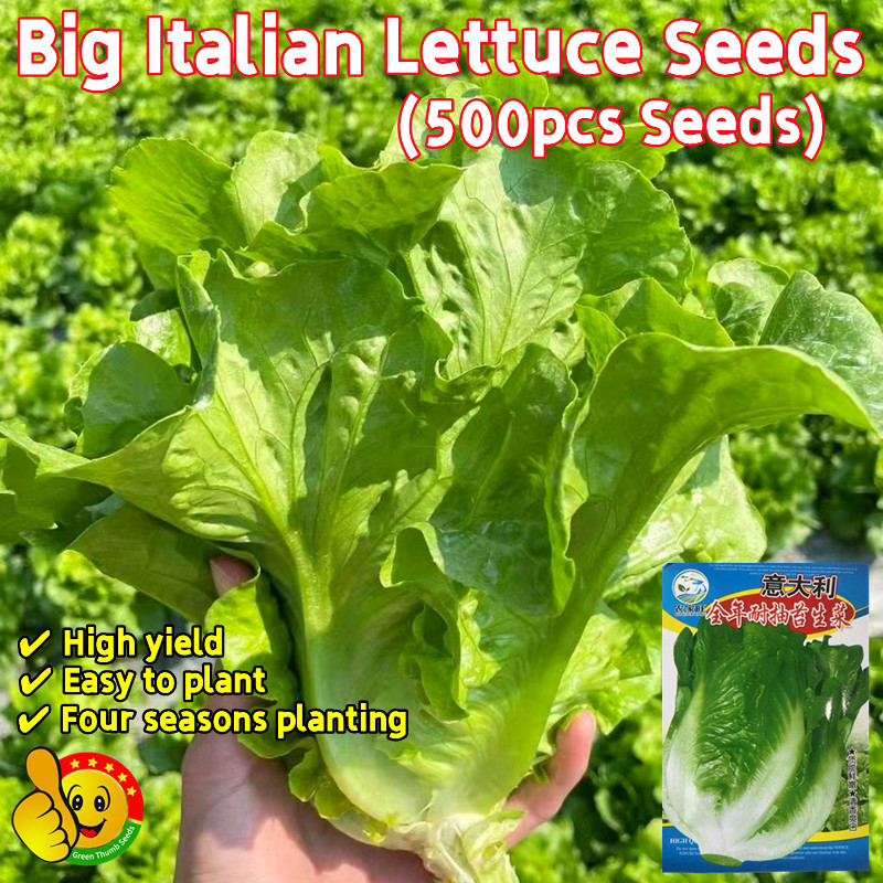 Original Big Italian Lettuce Vegetable Seed 500pcs Biji Benih Salad ...