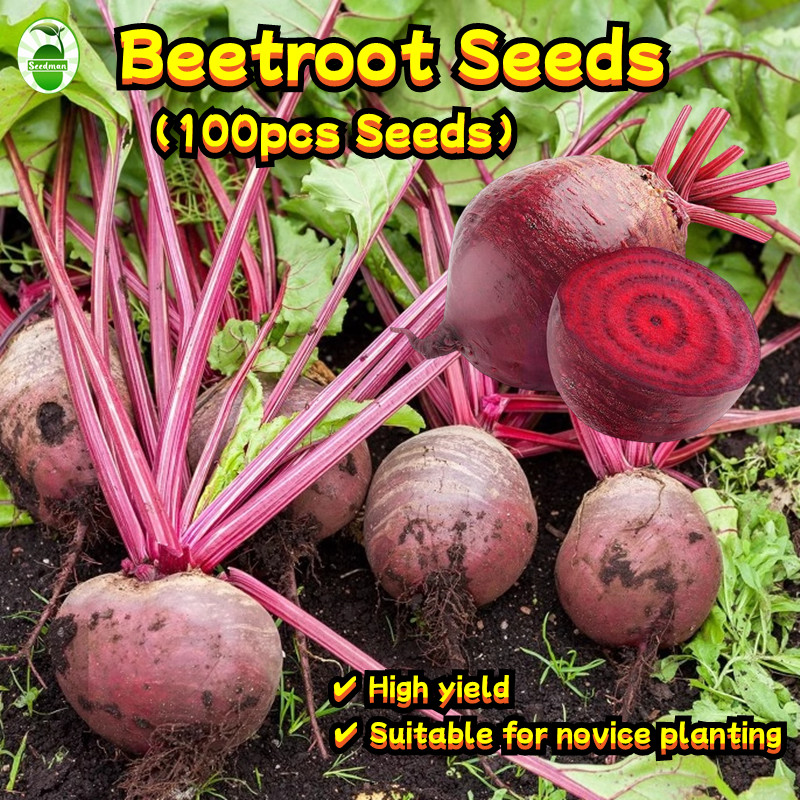 100 pcs/pack High Yield Beetroot Seeds for Sale Biji Benih Ubi Bit ...
