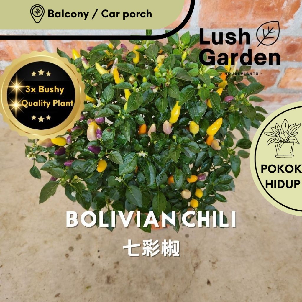 Bolivian Rainbow Chili Peppers / Pokok Cili / 七彩椒 Anak Pokok Hidup Buah ...