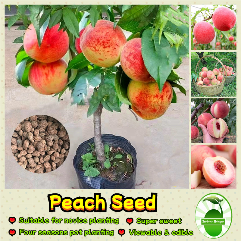 5 Seeds/pack Dwarf Peach Fruit Seeds Sweet Peach Seeds Benih Pokok Buah Biji Benih Buah Buahan ...