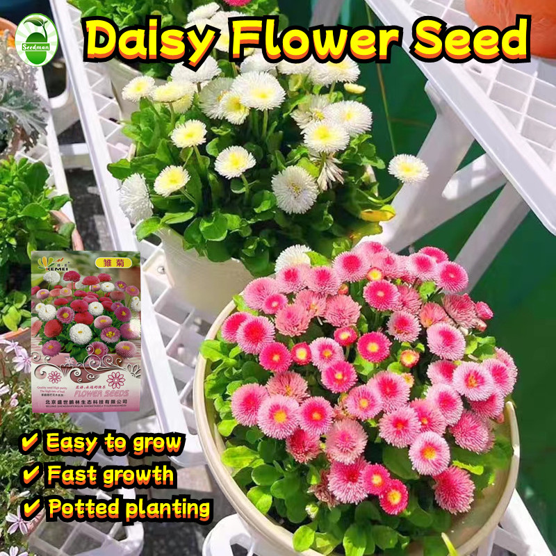 10 Seeds/pack Multicolor Daisy Flower Seeds Biji Benih Daisy Flower ...