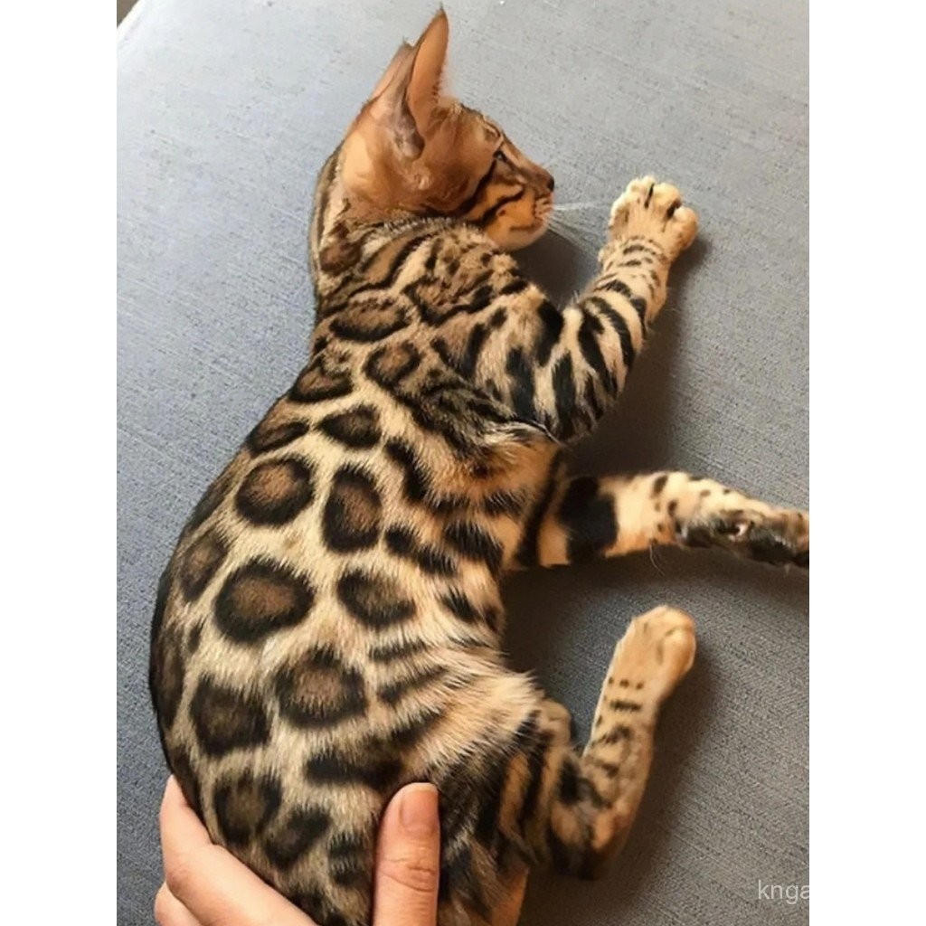 Bengal Leopard Kitten Live Kitten Kucing Haiwan Peliharaan Kucing ...