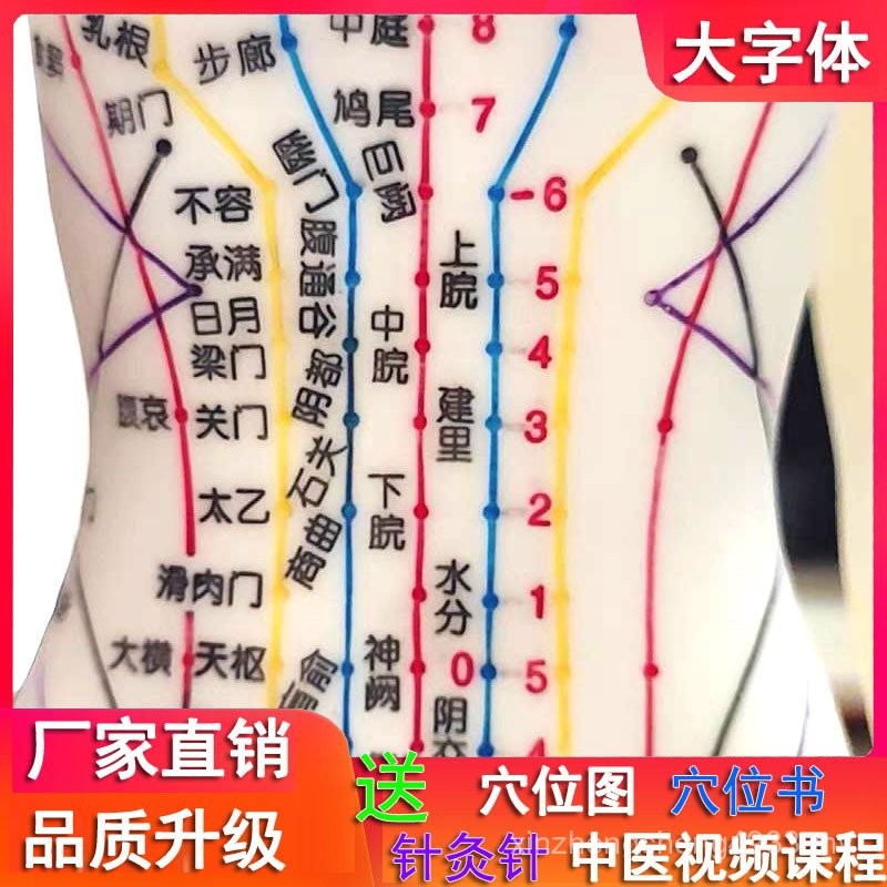 Traditional Chinese Medicine Human Body Acupuncture Model Human ...