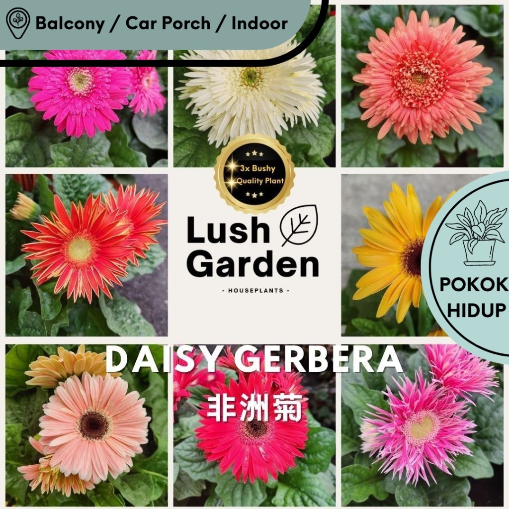 Daisy Gerbera 非洲菊 Anak Pokok Bunga Hiasan Dalam Rumah Hidup Ruang Tamu ...