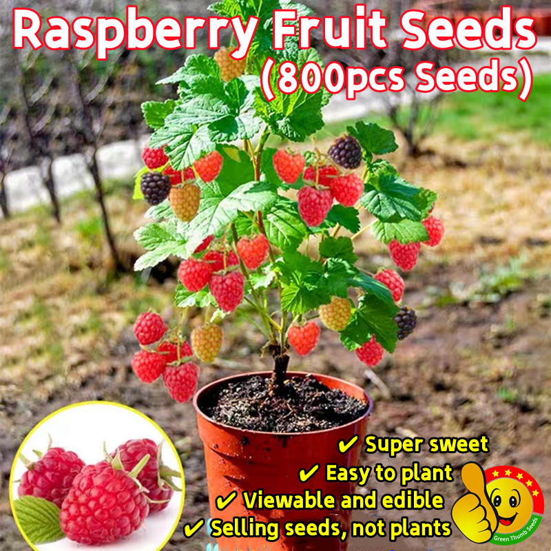 100% Original Sweet Raspberry Fruit Seeds for Sale (800pcs Seeds) Biji ...