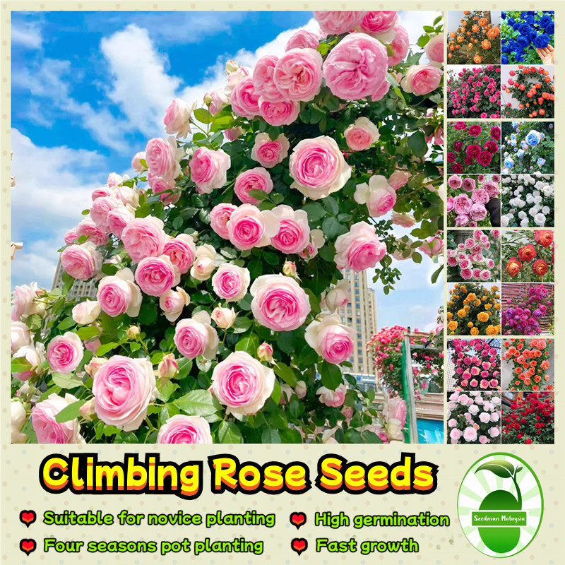 100 Seeds/pack Assorted Climbing Rose Flower Seeds for Planting Benih ...