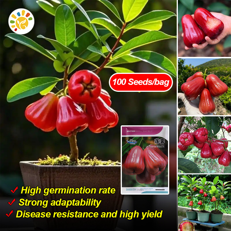 High Yield Red Wax Apple Seeds (25 pcs/pack) Rare Dwarf Wax Apple Tree ...