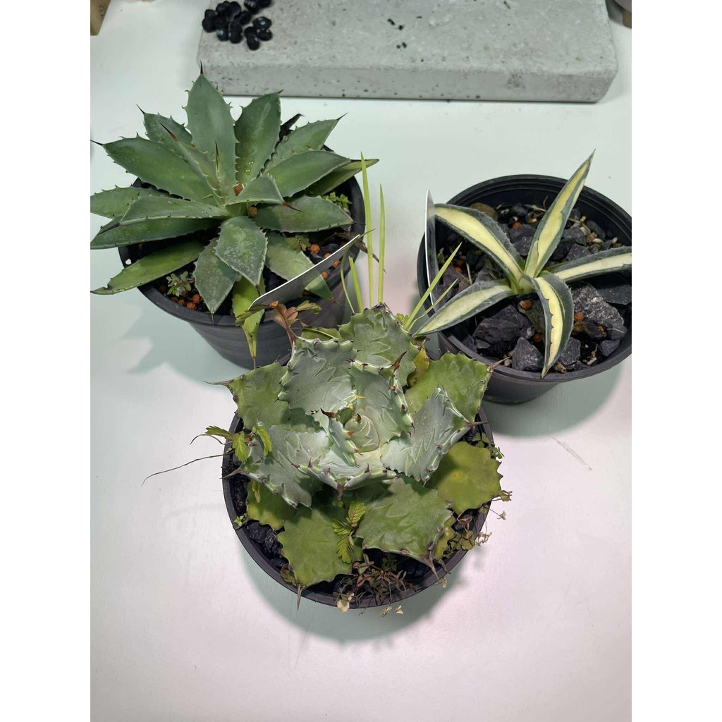 Agave Combo 3 Pokok RM 50 Artificial Plant | Shopee Malaysia