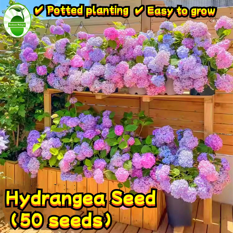 45 Seeds/pack Mixed Color Hydrangea Seeds Biji Benih Hydrangea Flower ...