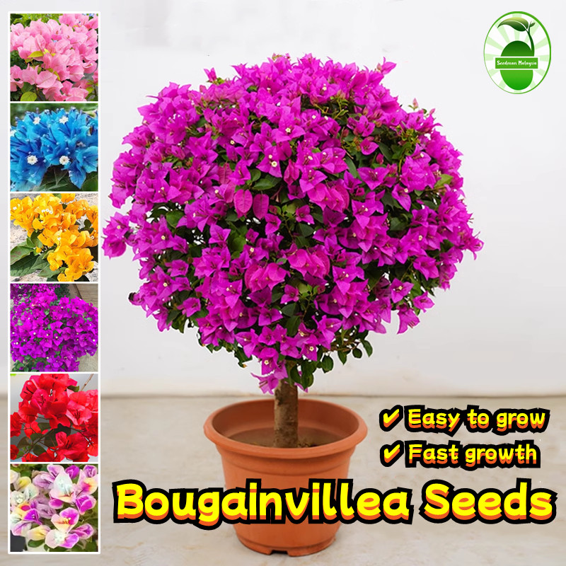 80 Seeds Pack Bonsai Bougainvillea Seeds Assorted Bougainvillea