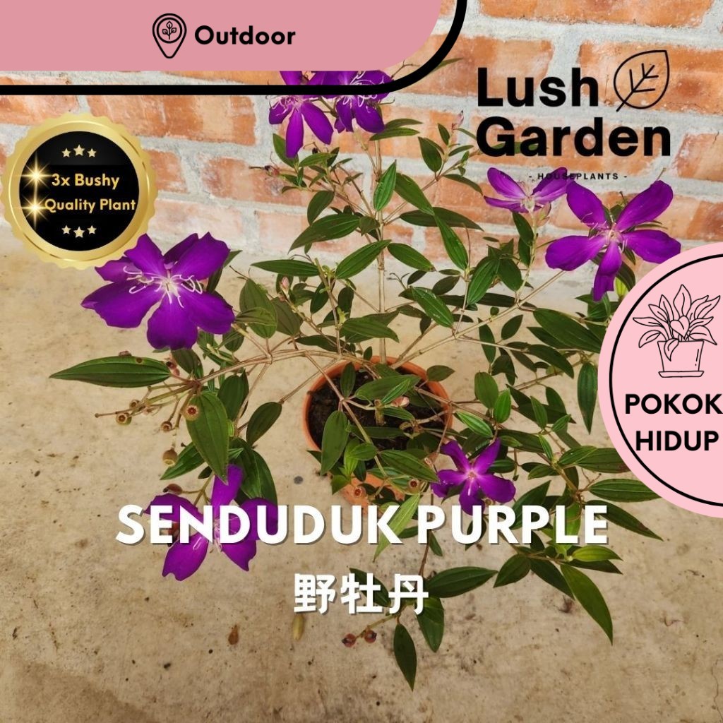 Senduduk Purple Ungu 野牡丹花 Anak Pokok Bunga Hidup Hiasan Luar Rumah ...