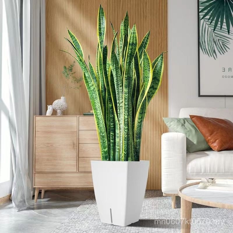 New House Flowers Succulents Tigertail Orchid Tigertail Orchid Phnom ...