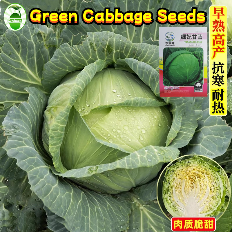 250 Seeds/pack High Yield Green Cabbage Seeds Benih Kubis Bulat Manis ...