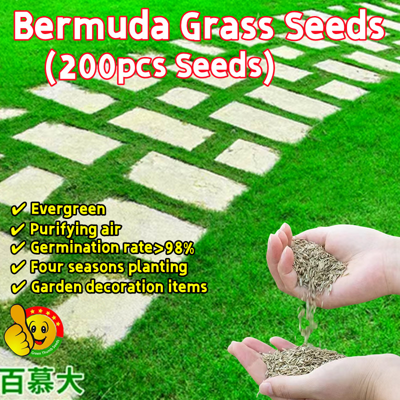 100% Original Bermuda Grass Seeds for Sale 200pcs Biji Benih Rumput ...