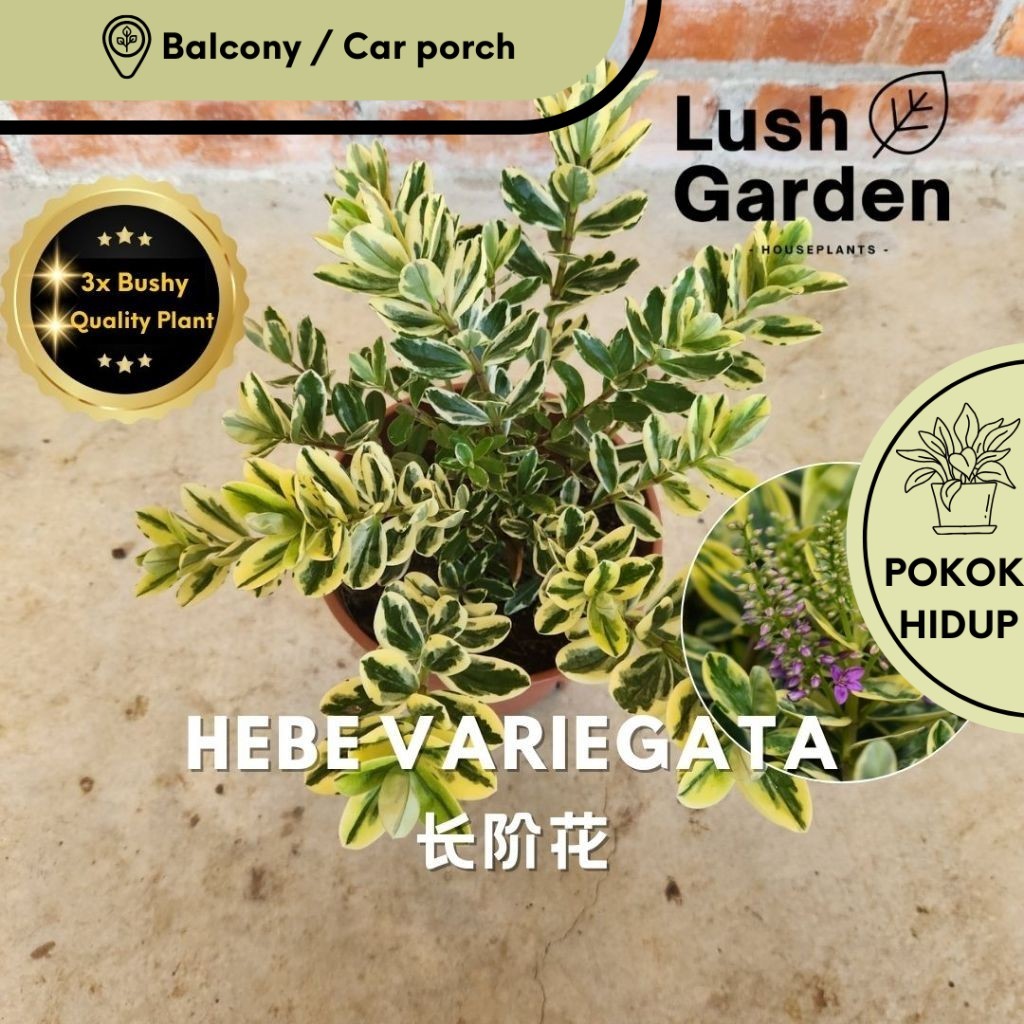 Hebe Variegata / Variegated Hebe Plant 长阶花 Anak Pokok Hiasan Hidup Daun Hiasan Plant Plants ...