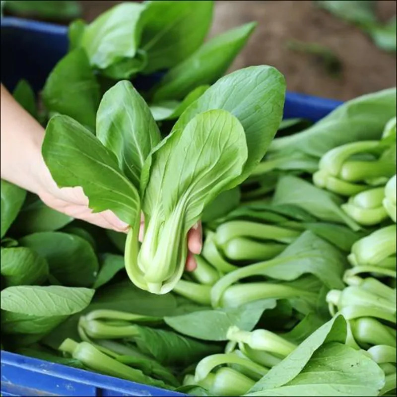 Original Green Pak Choi Seeds for Sale Organic Pakchoi Vegetable Seeds ...