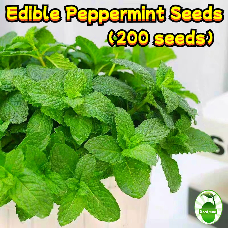 200 pcs/pack Edible Bonsai Peppermint Plant Seeds for Sale Biji Benih ...