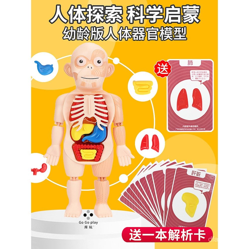 Model Anatomi Manusia Simulasi Perubatan Organ Dalaman Anatomi 3D ...