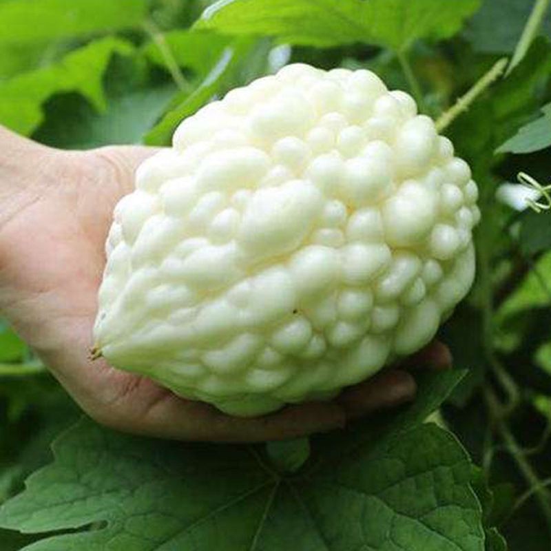 Biji Tembikai Benih Taiwan Peria Epal Putih -20 Seed ( REAL SEED ) *Pot ...