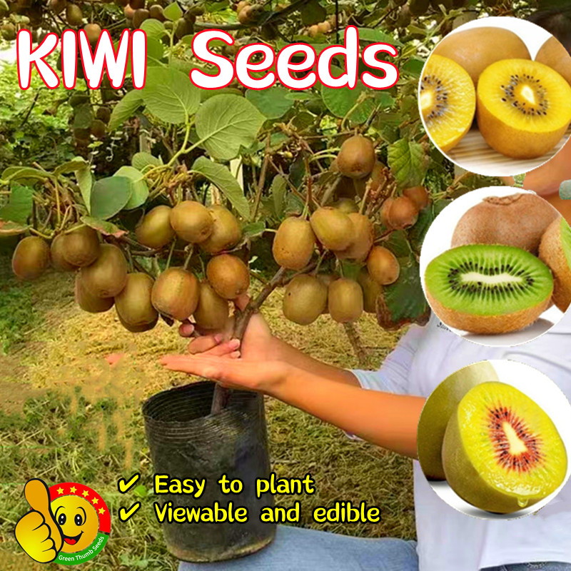 100% Original Dwarf Kiwi Seeds 300pcs Biji Benih Kiwi Fruit Seeds for Planting Biji Benih Buah ...