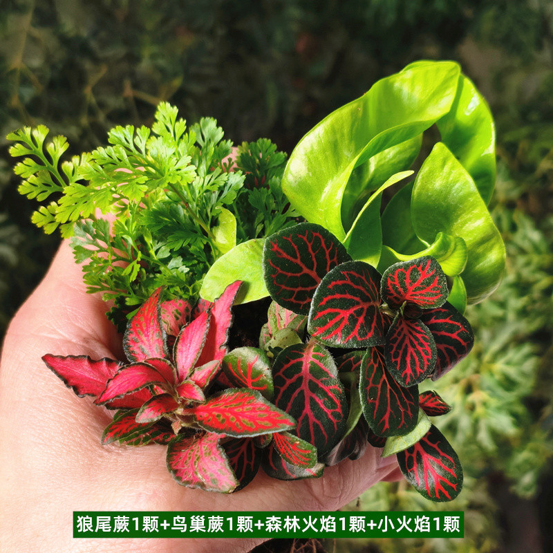 Moss Micro Landscape Reticulated Grass Mini Creative diy Amphibious ...