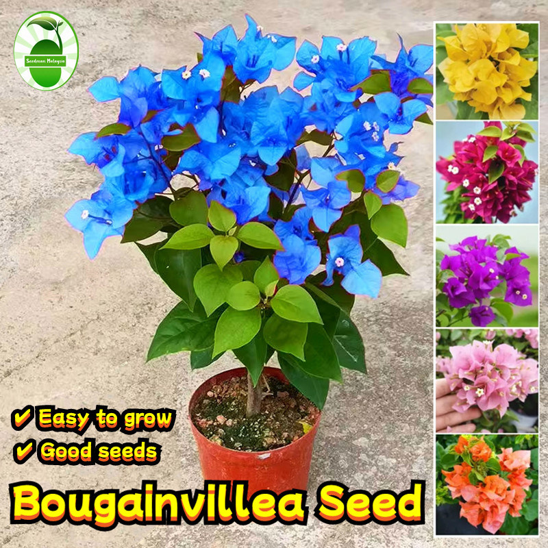 80 Seeds Pack Mixed Colors Bougainvillea Seeds For Planting Flowers
