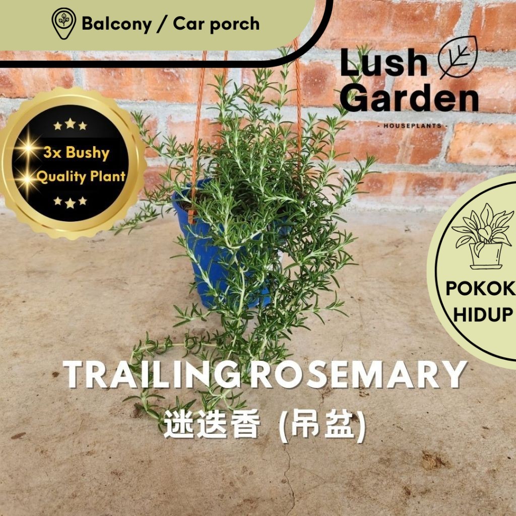 Creeping Rosemary / Trailing Rosemary Herb 迷迭香 Anak Pokok Hidup Herb ...