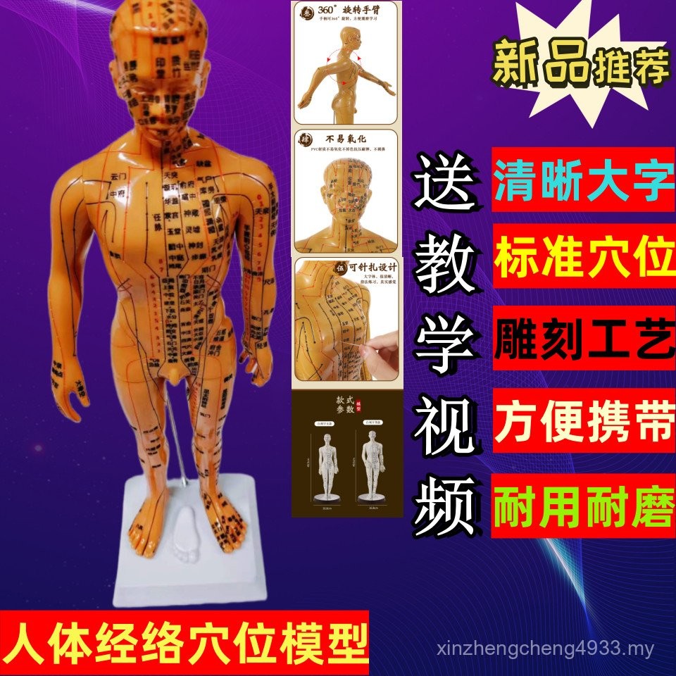 T Traditional Chinese Medicine Acupuncture Acupuncture Points Human ...