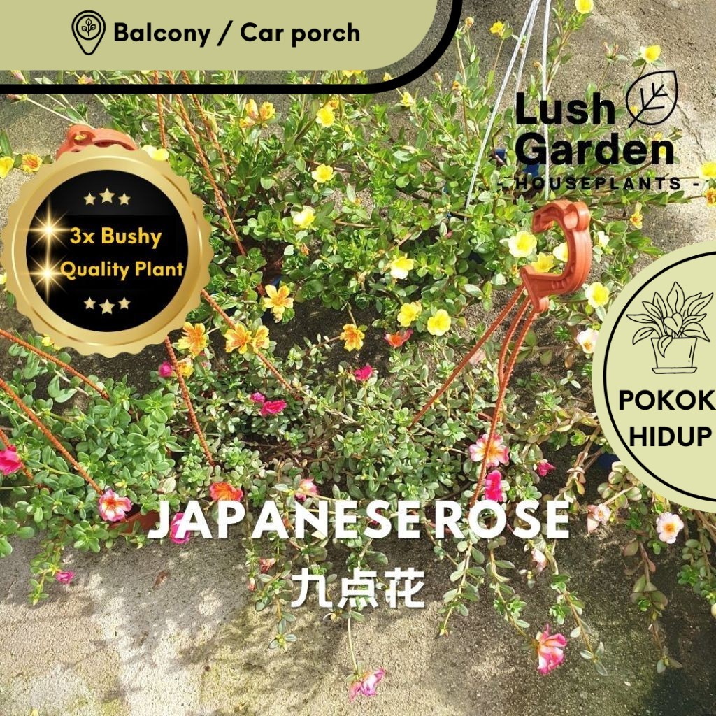 Japanese Rose Portulaca Ros Jepun 九点花 马齿苋 Pokok Gantung Berjuntai ...