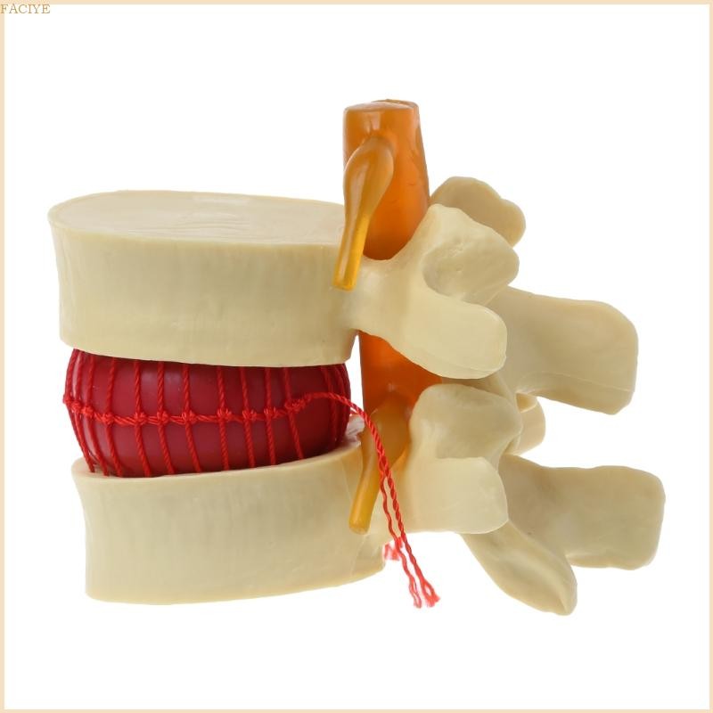 FACY Human Anatomy Skeleton Spine Medical Props Model Anatomical Spine ...